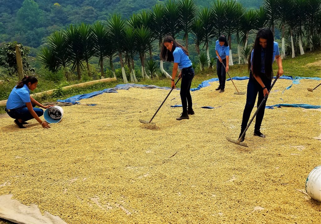Desarrollo agrícola sostenible en las comunidades rurales de Honduras a ...